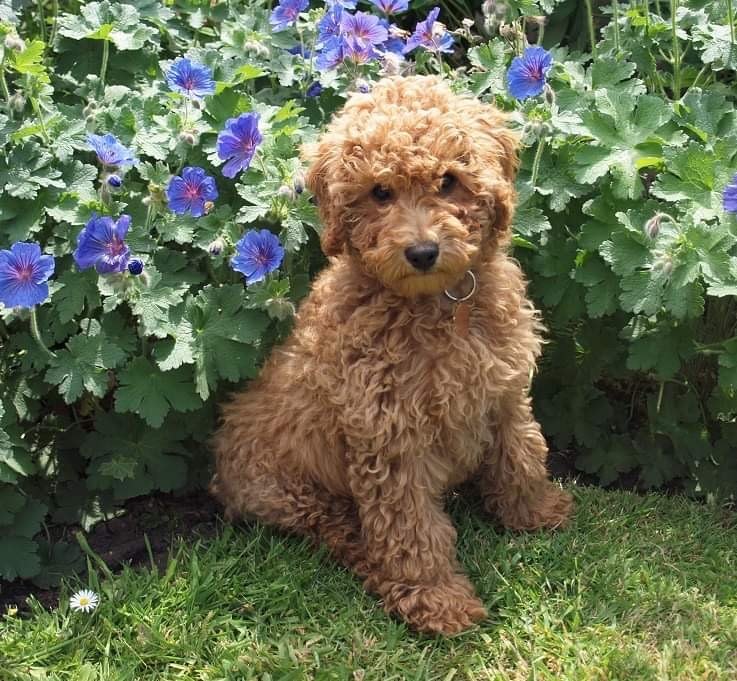 Our School Dog | Eckington C of E First School