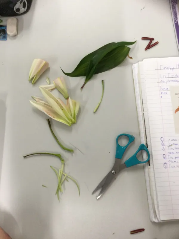 Dissecting flowers | Woodbank Primary School