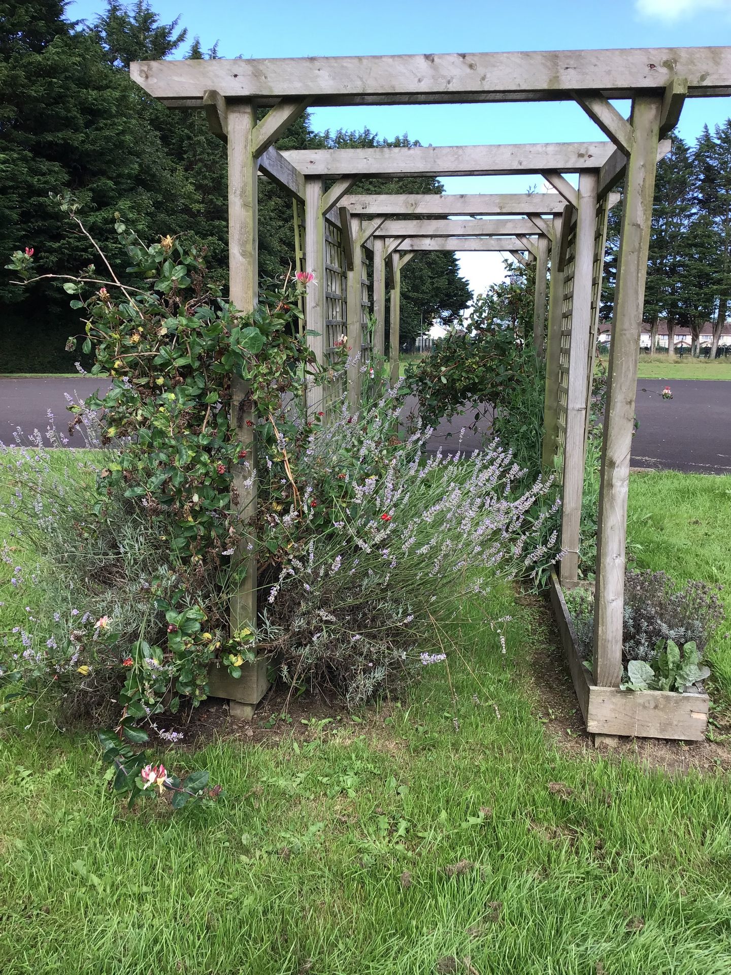 Eco-Schools Committee | Ballymoney Model Integrated Primary School